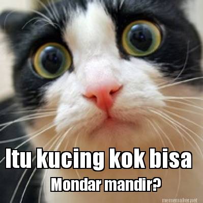 Meme Maker - Itu kucing kok bisa Mondar mandir? Meme Generator!