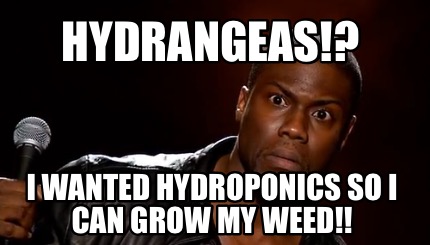 Meme Maker - Hydrangeas!? I wanted Hydroponics so I can grow my weed ...