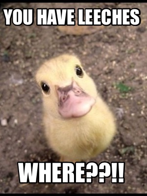 Meme Maker - You have leeches WHERE??!! Meme Generator!
