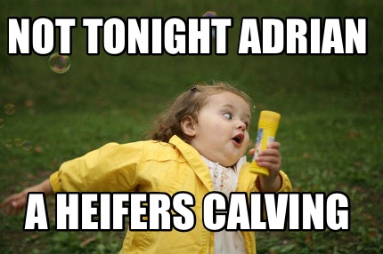 Meme Maker - Not tonight adrian A heifers calving Meme Generator!