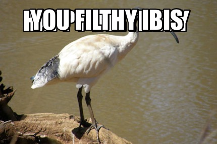 Meme Maker - Ibis you A happy birthday Meme Generator!