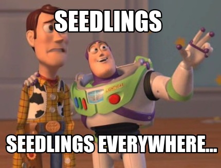 Meme Maker - Seedlings Seedlings everywhere... Meme Generator!