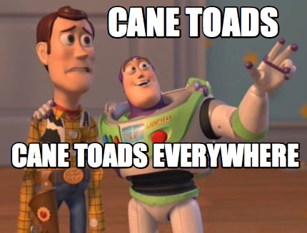 Meme Maker - CANE TOADS CANE TOADS EVERYWHERE Meme Generator!