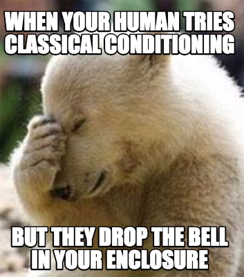 Meme Maker - When your human tries classical conditioning But they drop ...