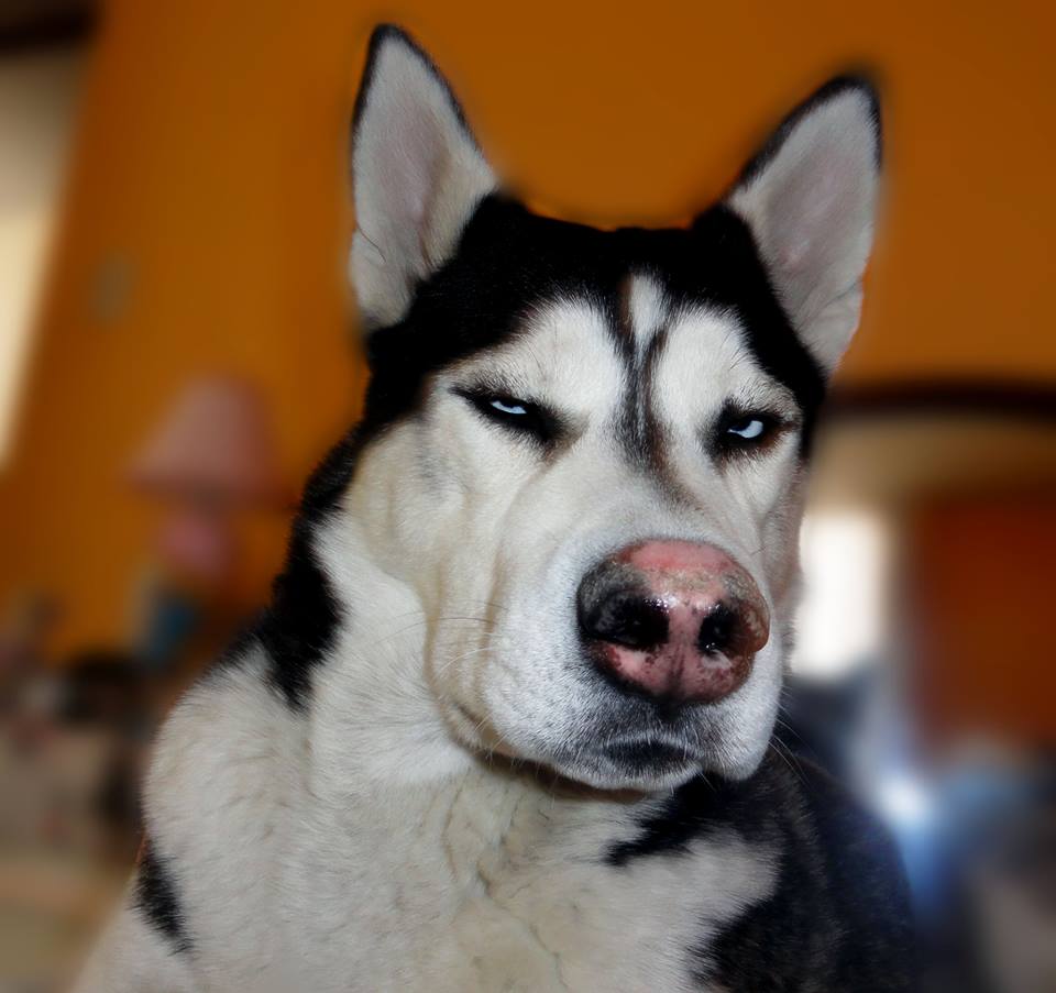 Meme Maker - Hachiko ;3 Go On Meme Generator at Meme Maker!