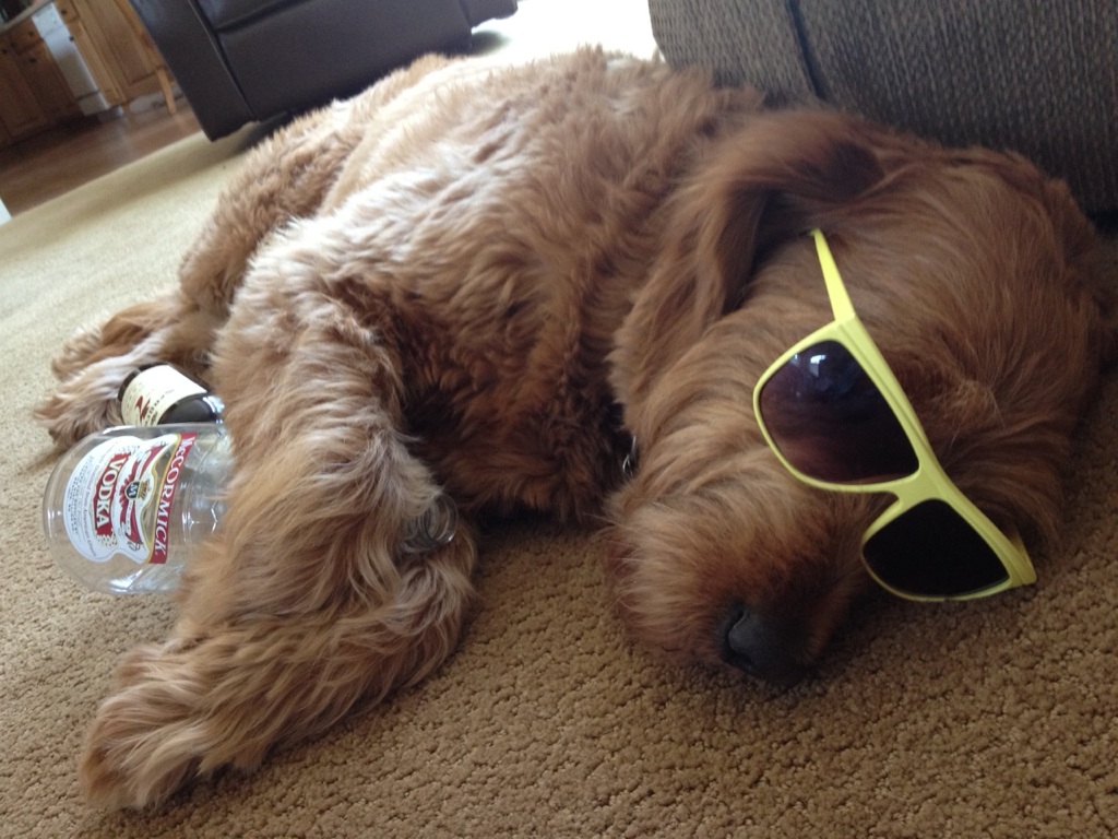 Meme Maker - Hangover Dog Meme Generator at Meme Maker!