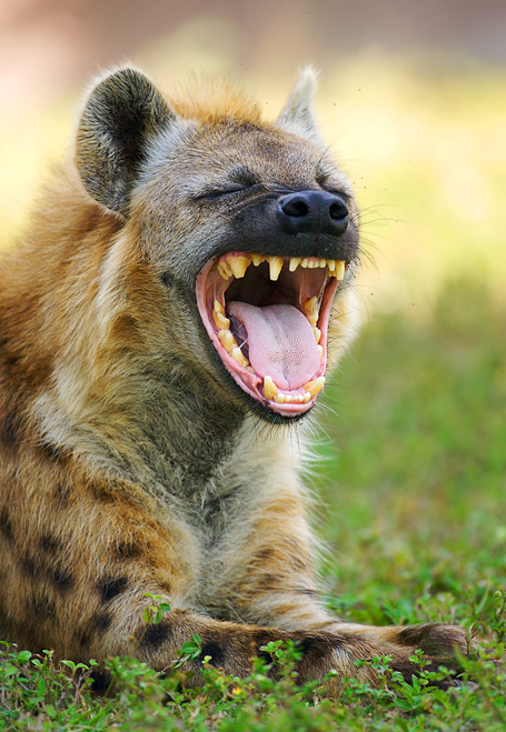Meme Maker - Laughing Hyena Meme Generator at Meme Maker!