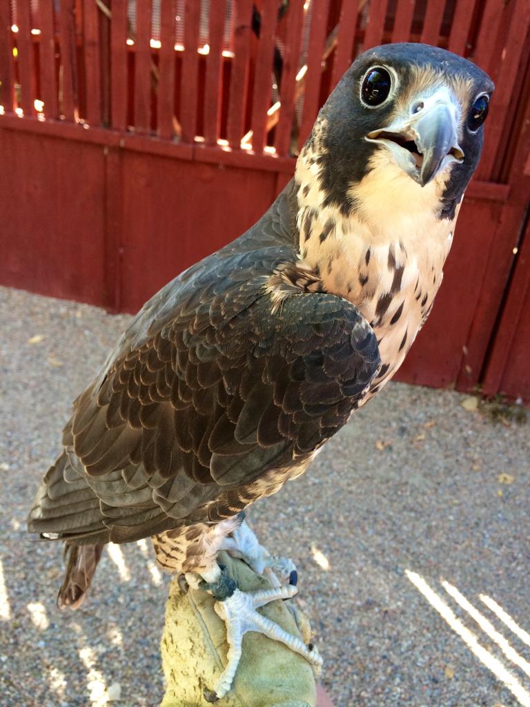 Meme Maker - Waaa Bird Meme Generator at Meme Maker!