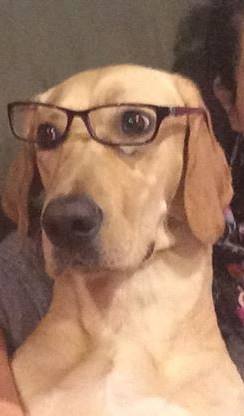 Meme Maker - Smart Dog Meme Generator at Meme Maker!