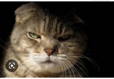 Meme Maker - Cat Meme Generator at Meme Maker!