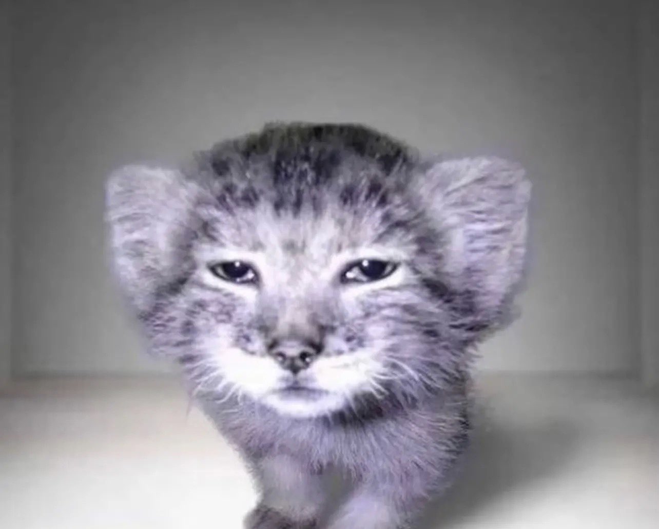 Meme Maker - Kitcatt Meme Generator at Meme Maker!