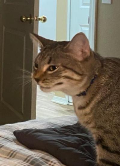 Meme Maker - Cat :| Meme Generator at Meme Maker!