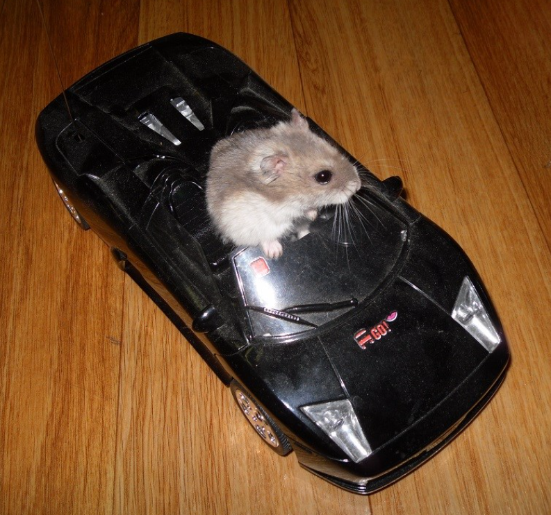 Meme Maker - Hamster Greg Meme Generator at Meme Maker!