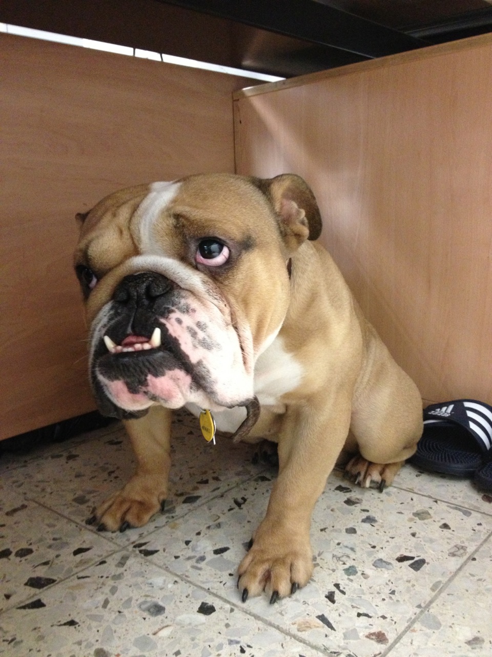 Meme Maker - Why can't we have... Meme Generator at Meme Maker!