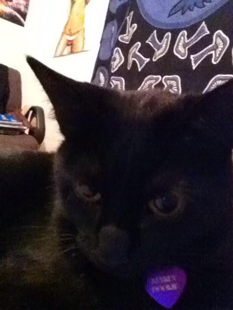 Meme Maker - angry kitty Meme Generator at Meme Maker!