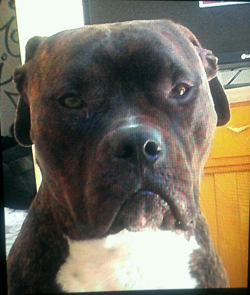 Meme Maker - Grumpy Dog Meme Generator at Meme Maker!