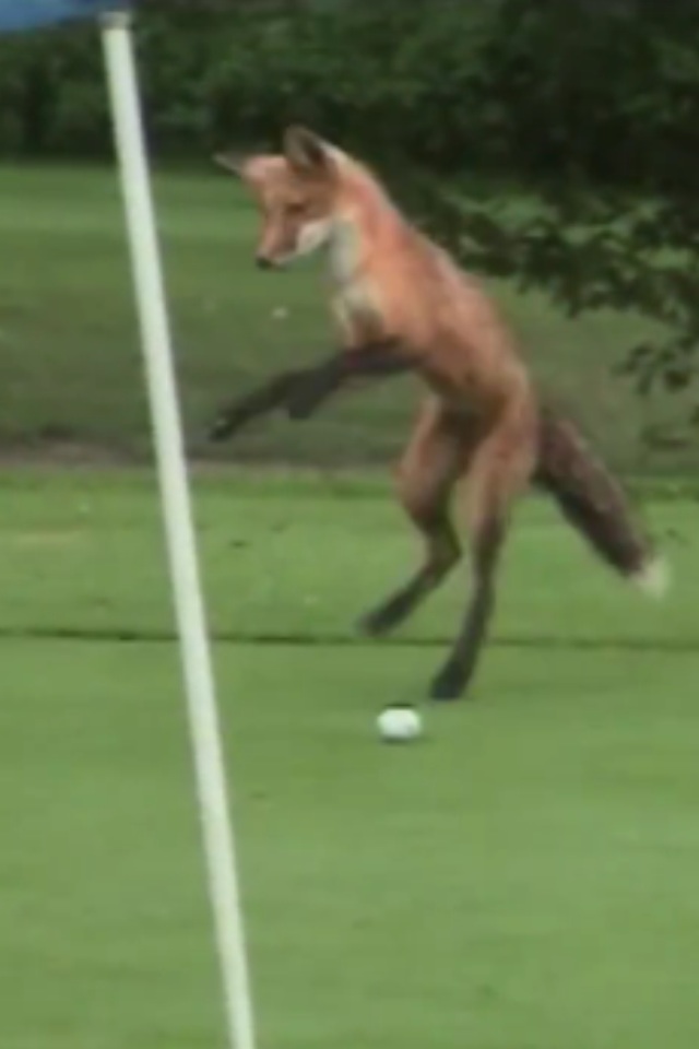 Meme Maker - Fox Meme Generator at Meme Maker!