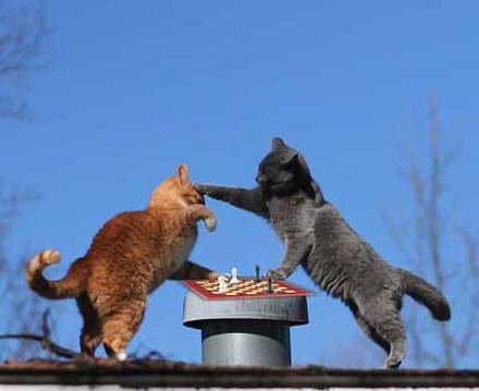 Meme Maker - CHESS BOXING Meme Generator at Meme Maker!